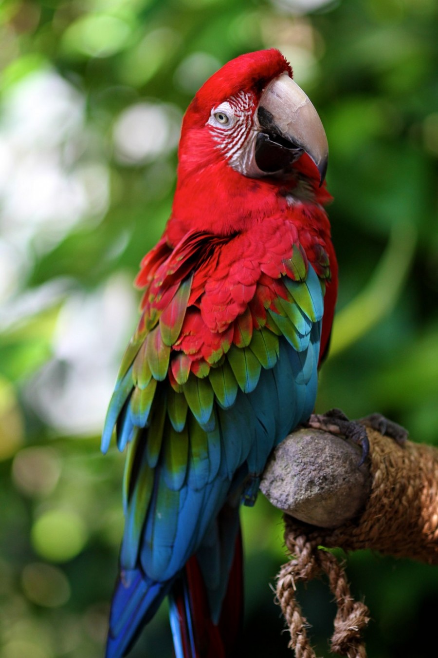Travel ツ: Top 10 de las aves más bellas del mundo